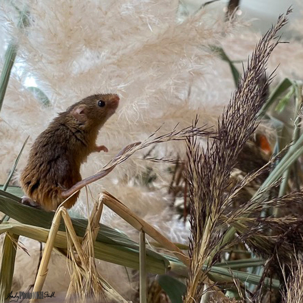 Field-Mouse - Ten Thousand Hours Photography